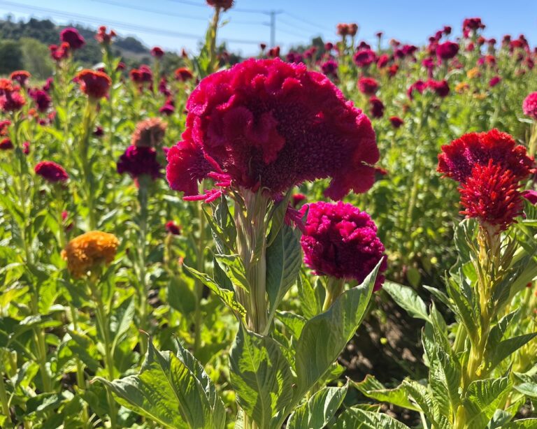 Symbolic Flowers for Dia de Muertos: Marigolds and More